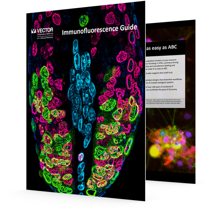 Immunofluorescence Guide